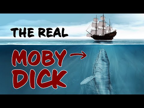 The Terrifying Story of the Real Moby Dick | Onvels